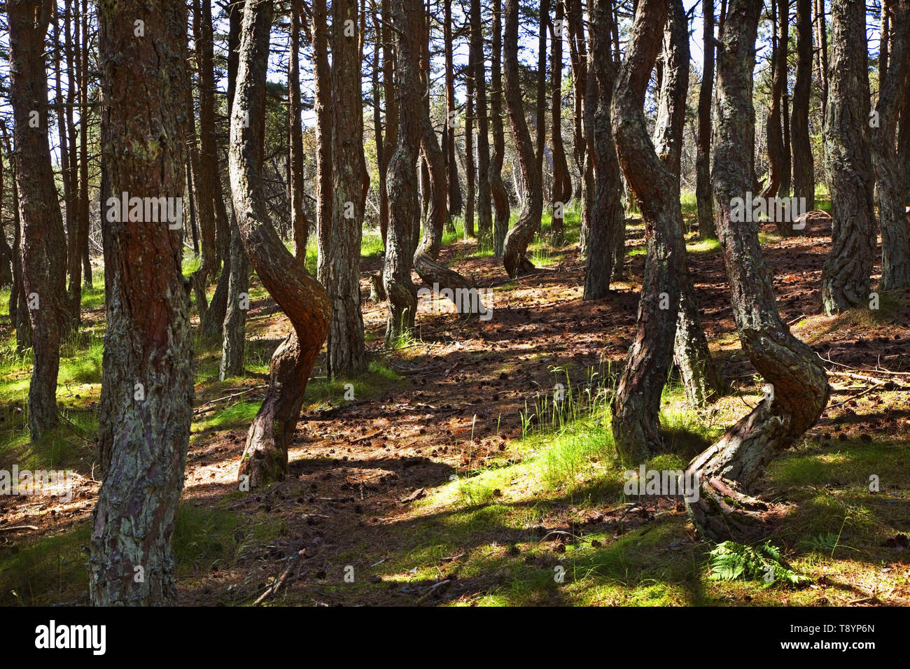 Drunken forest hi-res stock photography and images - Alamy