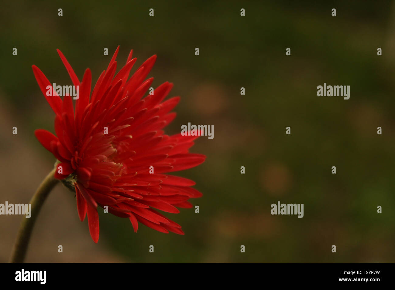 A beautiful red Daisy flower Stock Photo - Alamy
