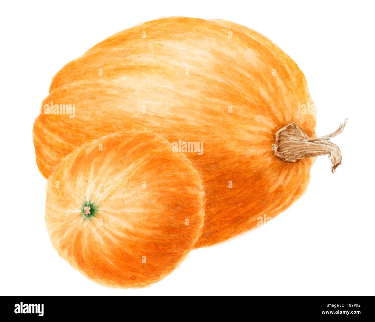 Cucurbita illustration hi-res stock photography and images - Alamy