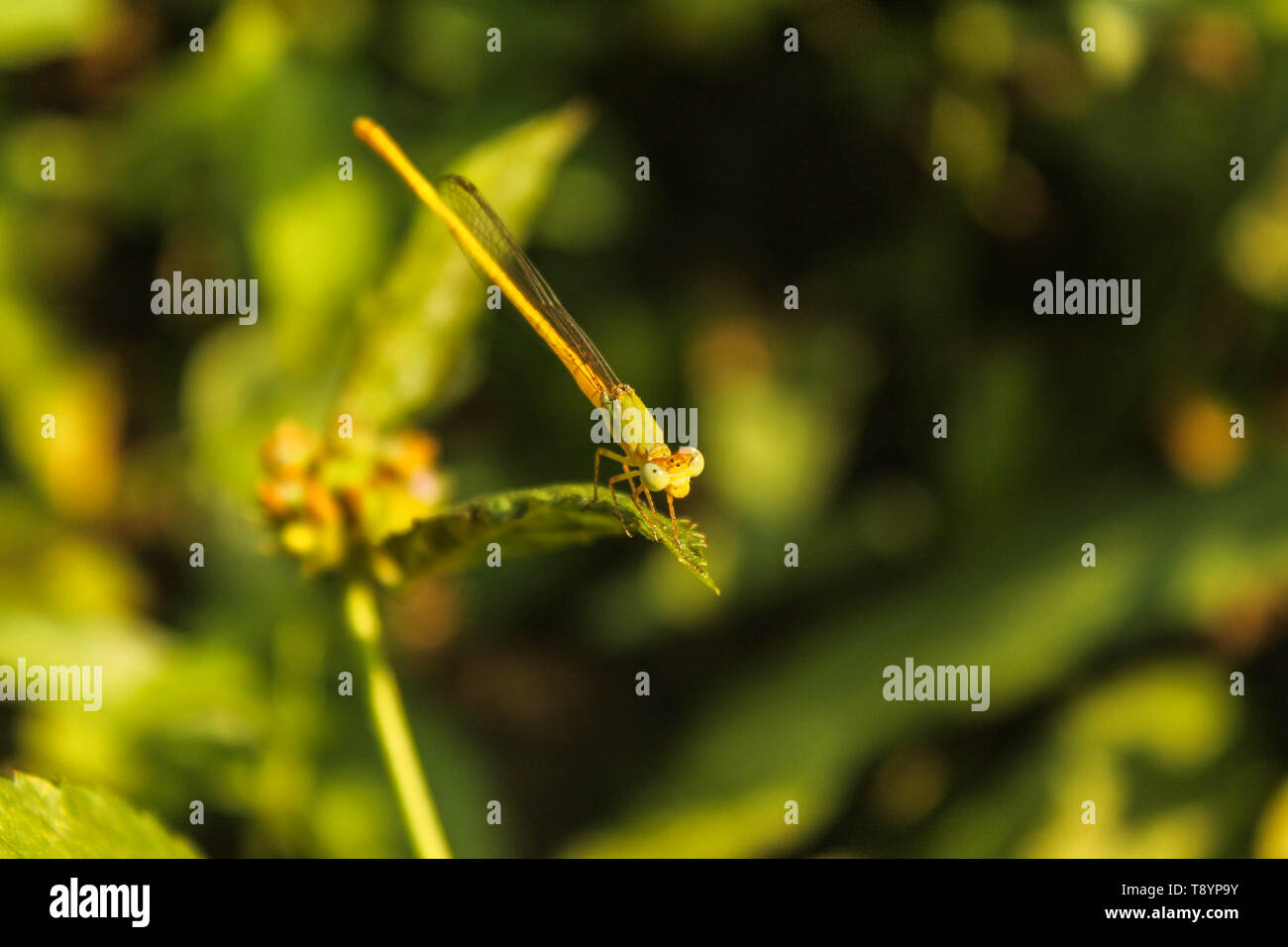 Beautiful dragonfly on green grass hi-res stock photography and images ...