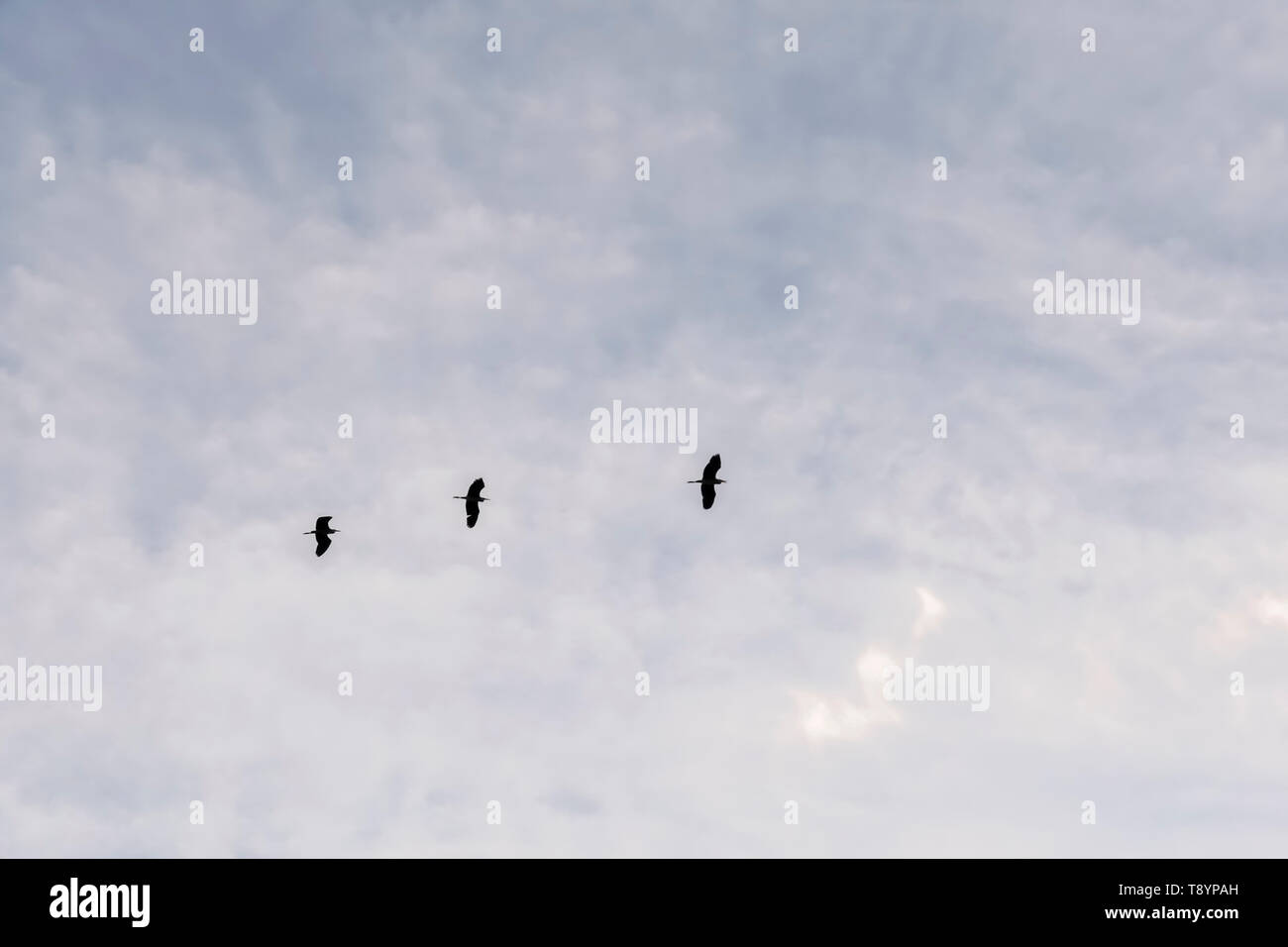 Wild bird fliying hi-res stock photography and images - Alamy