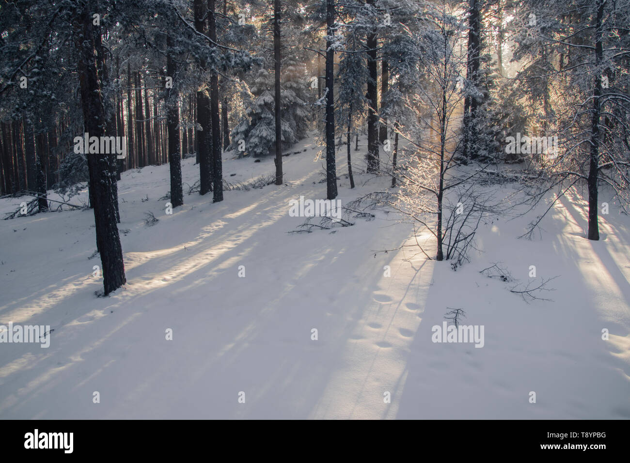 Rodopa mountain, Bulgaria Stock Photo - Alamy