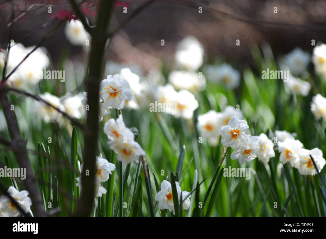 Beautiful daffodils {daffadowndilly} {narcissus} {jonquil} Stock Photo ...