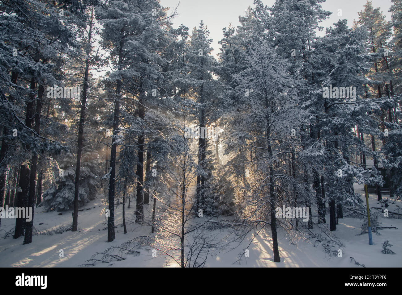 Rodopa mountain, Bulgaria Stock Photo - Alamy