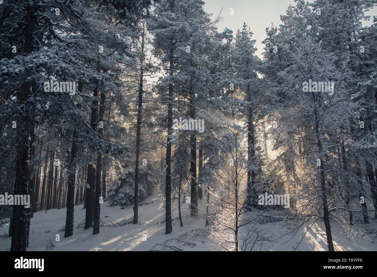 Rodopa mountain hi-res stock photography and images - Alamy