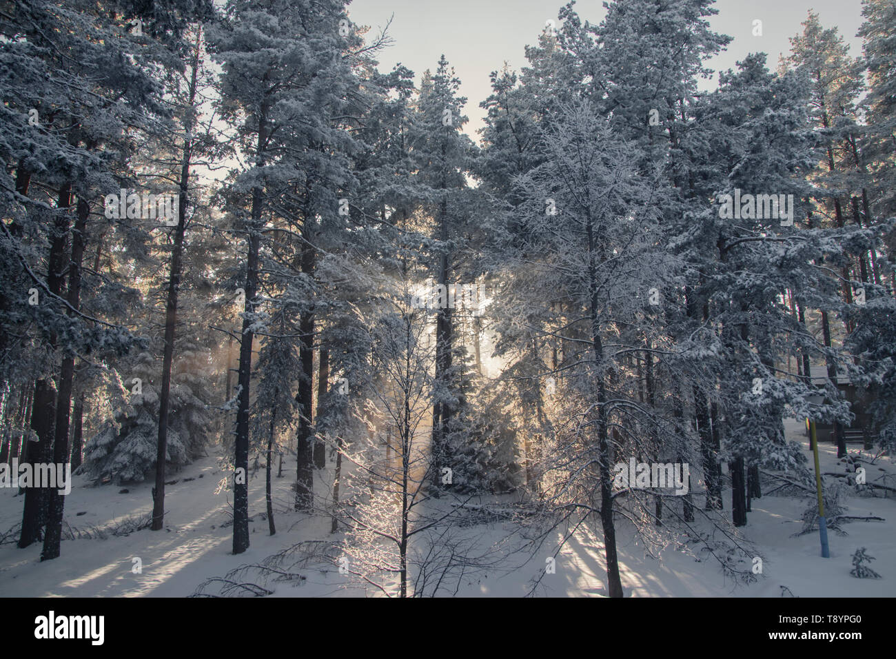 Rodopa mountain, Bulgaria Stock Photo - Alamy