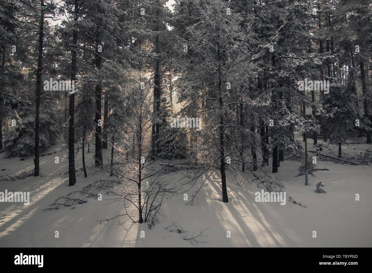 Rodopa Mountain High Resolution Stock Photography and Images - Alamy