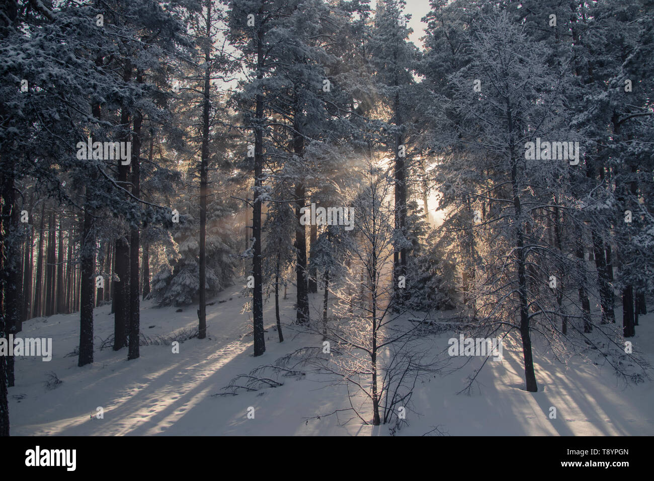Rodopa Mountain High Resolution Stock Photography and Images - Alamy
