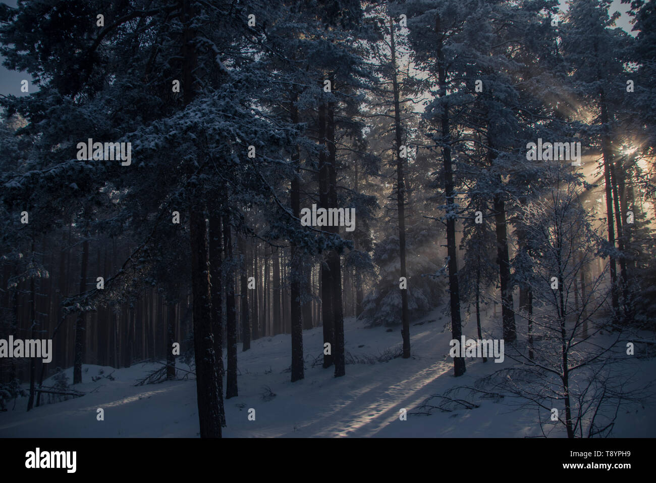 Rodopa mountain, Bulgaria Stock Photo - Alamy