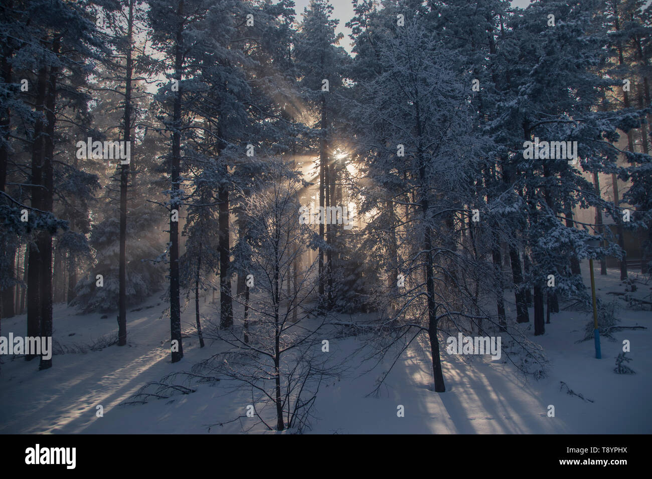Rodopa mountain, Bulgaria Stock Photo - Alamy