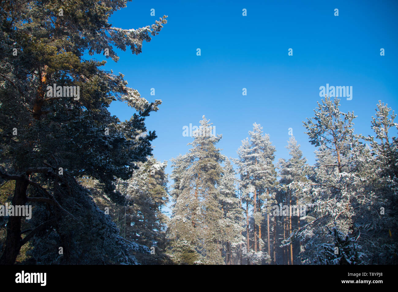 Rodopi mountain hi-res stock photography and images - Alamy