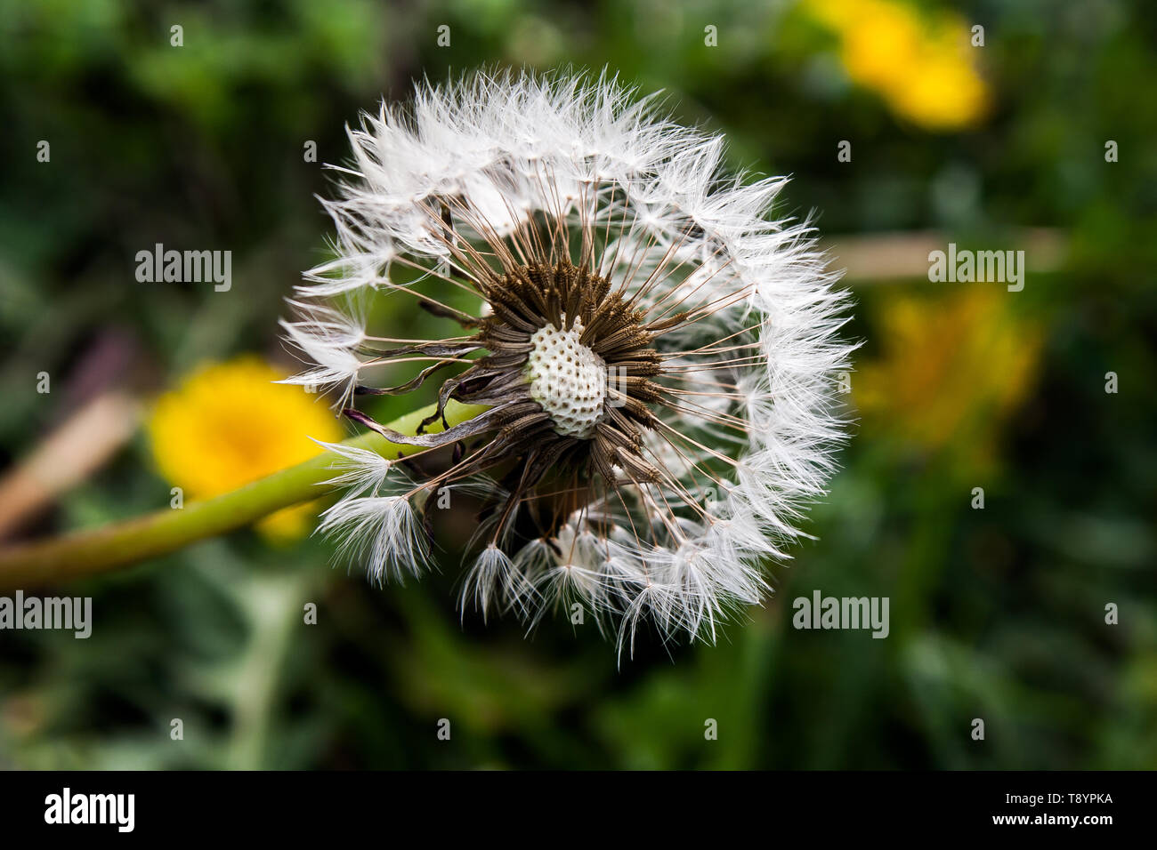 Plants with fluff hi-res stock photography and images - Alamy