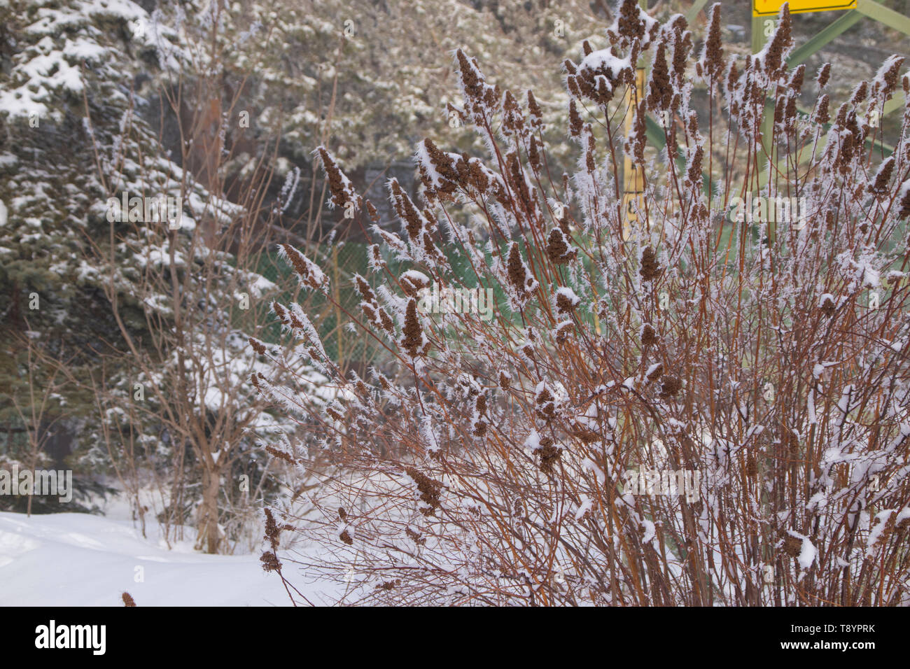 Rodopa mountain, Bulgaria Stock Photo - Alamy