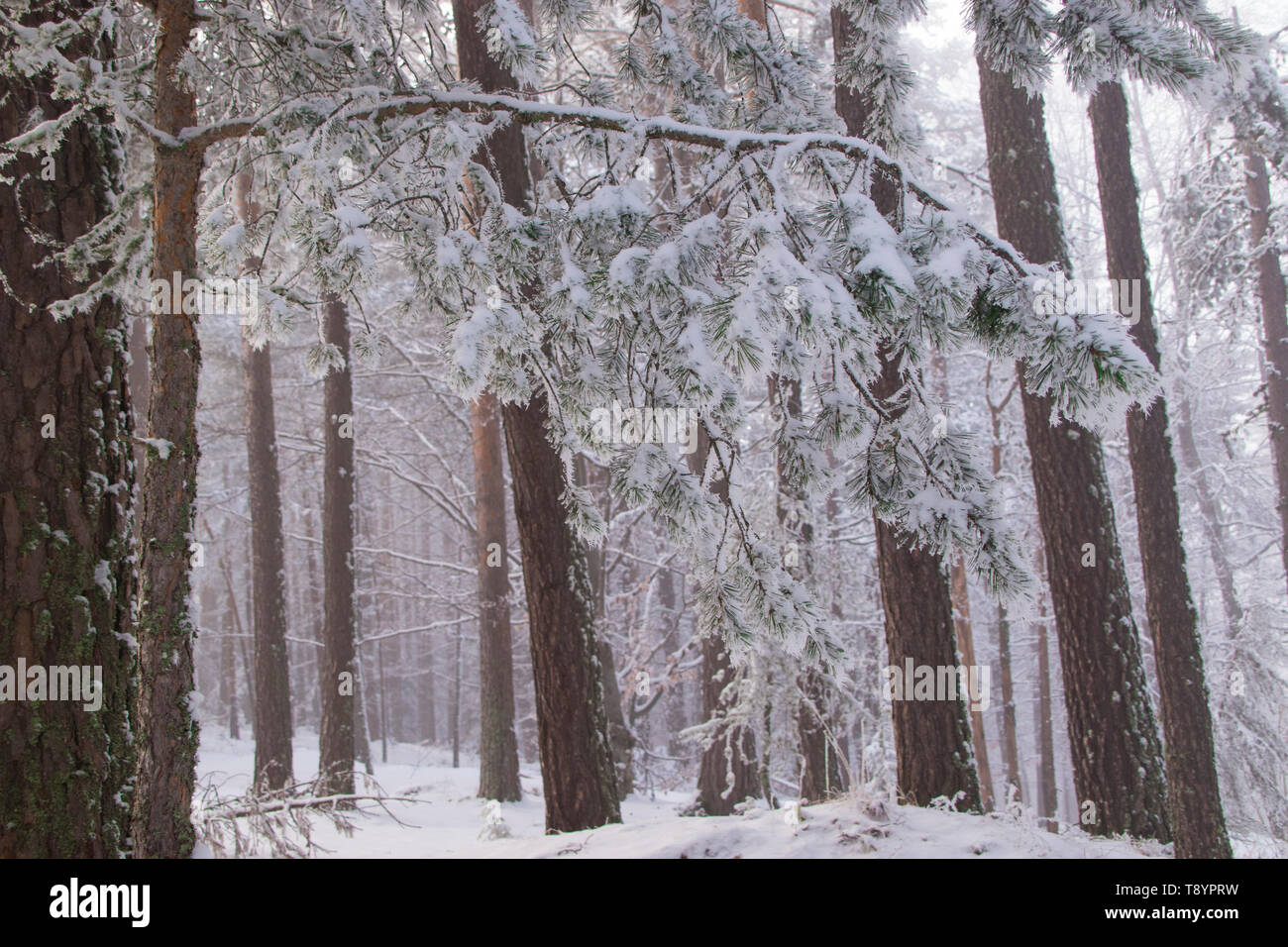 Rodopa mountain, Bulgaria Stock Photo - Alamy