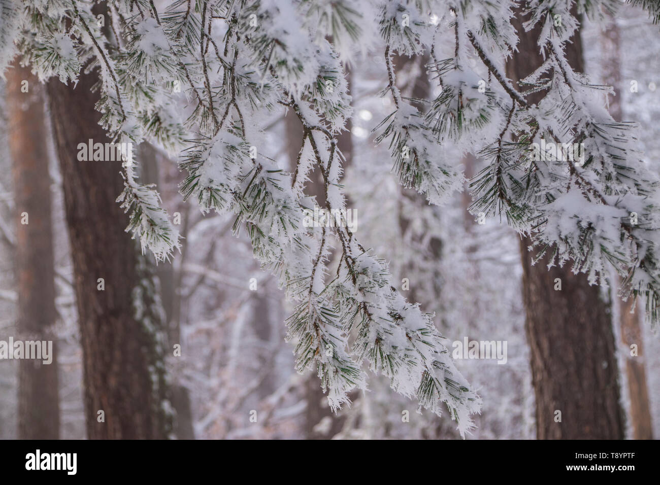 Rodopa mountain, Bulgaria Stock Photo - Alamy