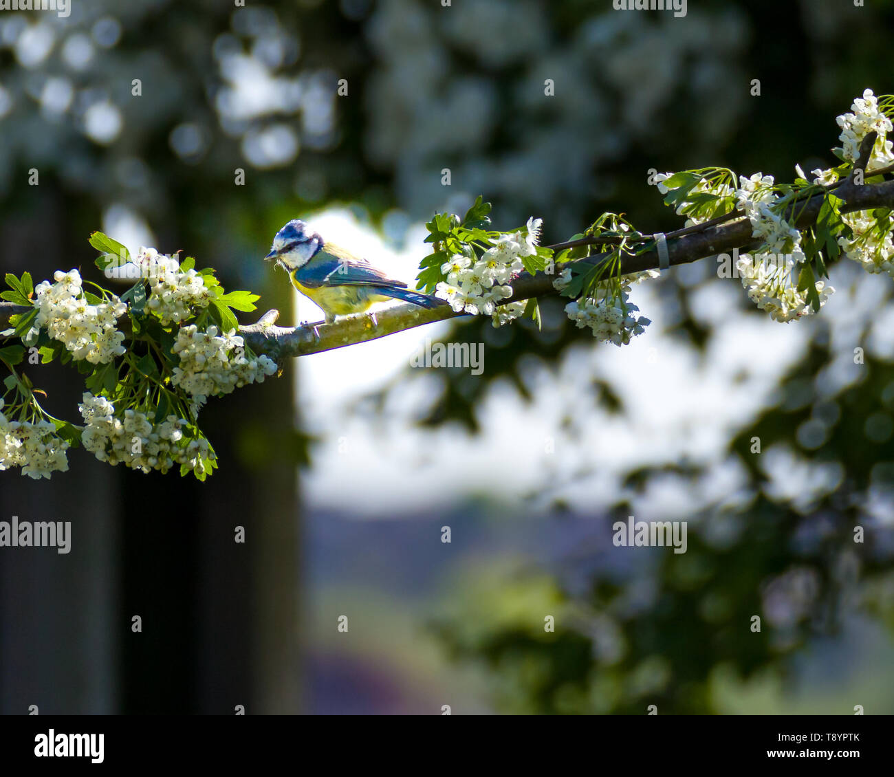 Eurasian blue tits, usually resident and non-migratory birds, are ...