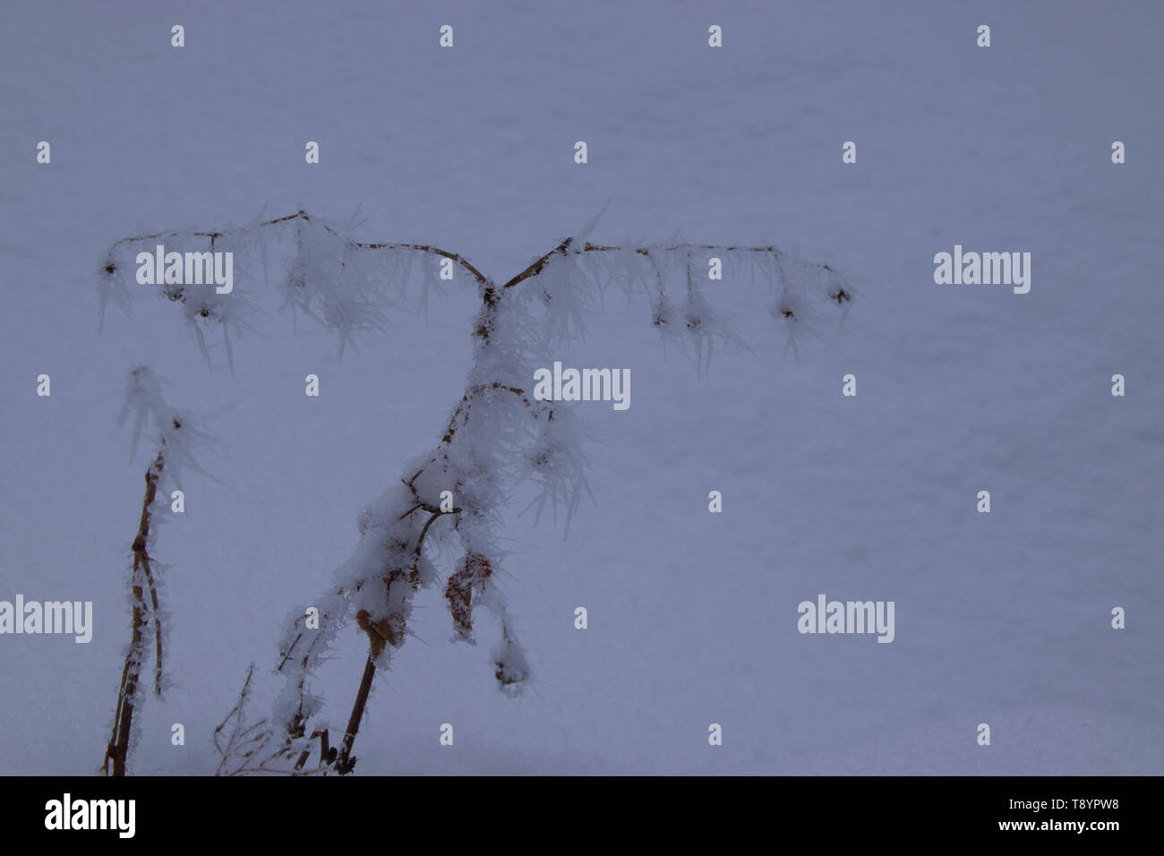 Rodopa mountain, Bulgaria Stock Photo - Alamy