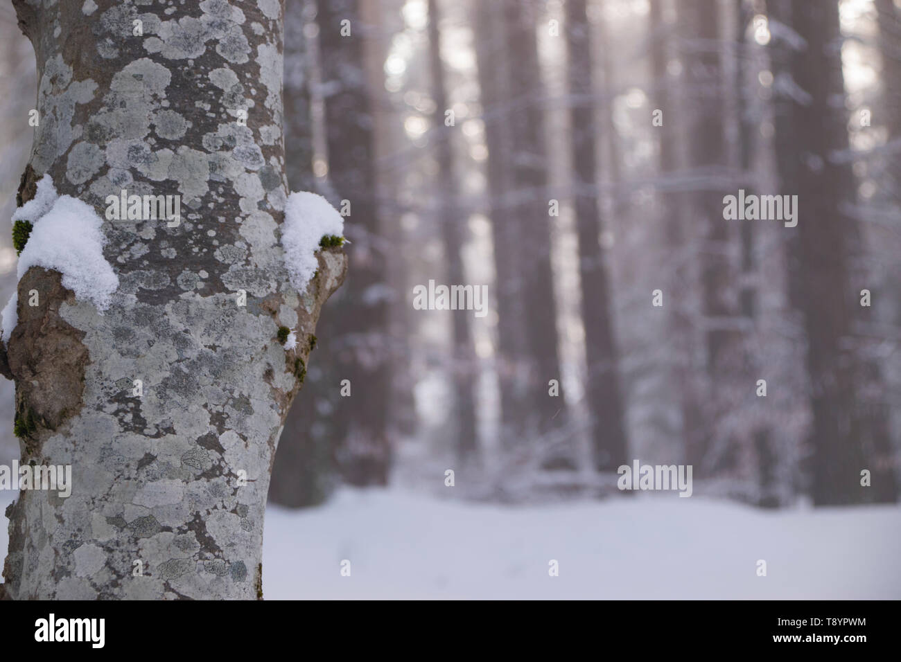 Rodopa Mountain High Resolution Stock Photography and Images - Alamy