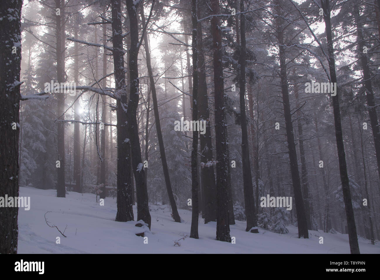 Rodopa Mountain High Resolution Stock Photography and Images - Alamy