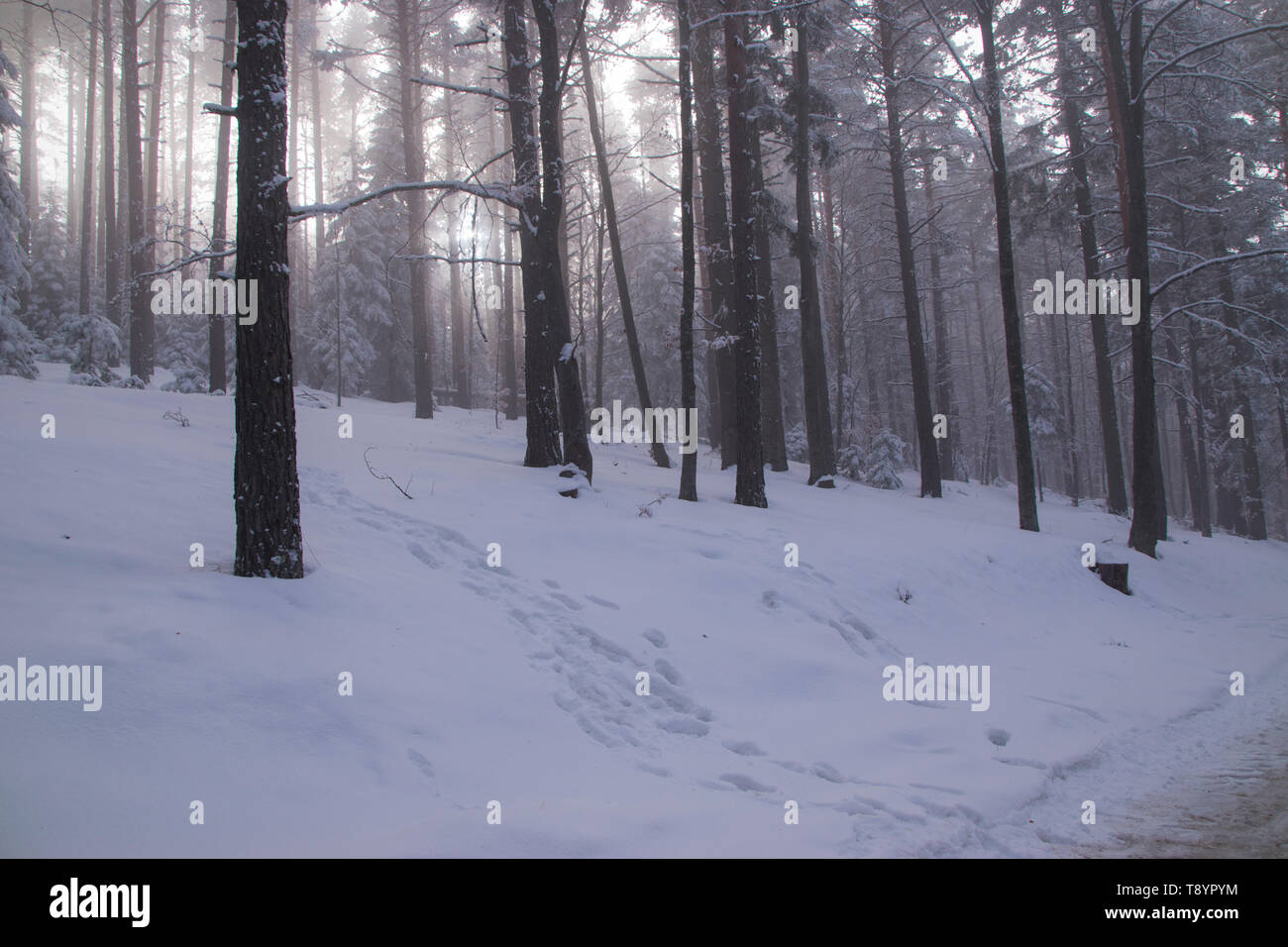 Rodopi mountain hi-res stock photography and images - Alamy