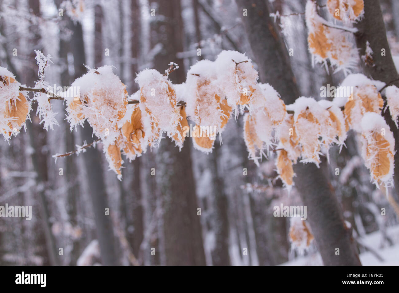 Rodopa mountain, Bulgaria Stock Photo - Alamy