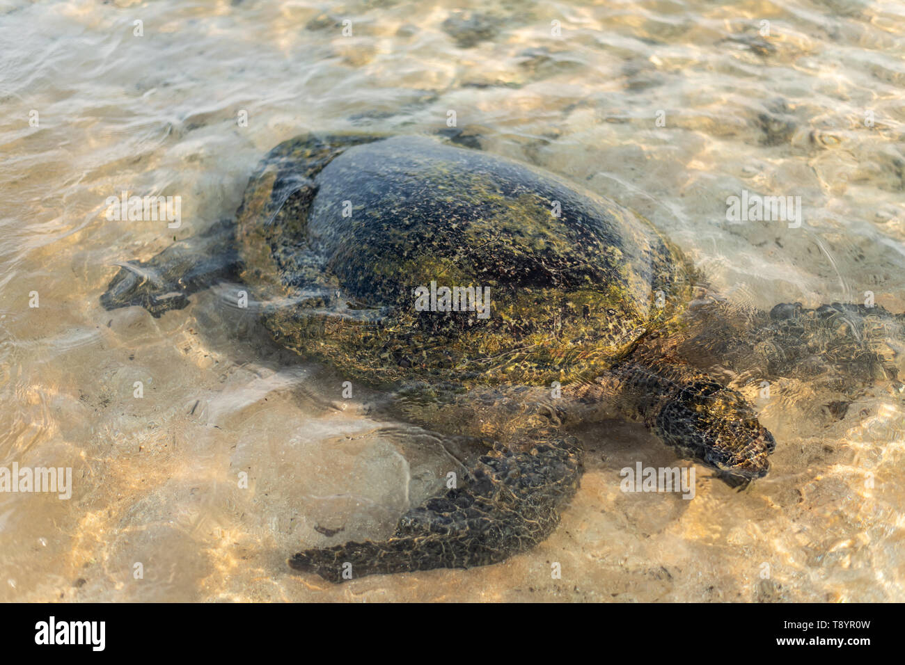 Big olive turtle in the water on the coast of the Turtle Beach in ...