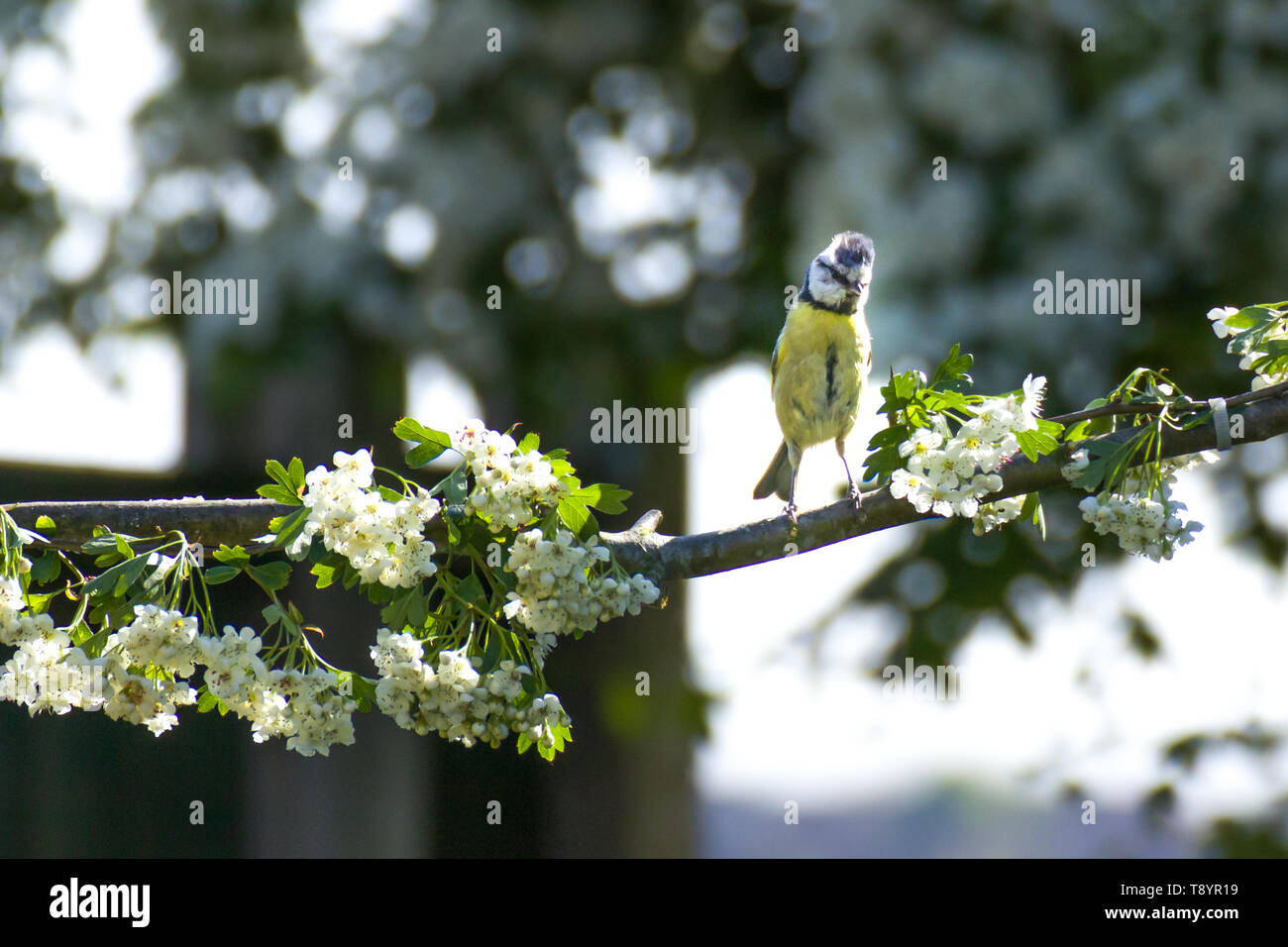 Eurasian blue tits, usually resident and non-migratory birds, are ...