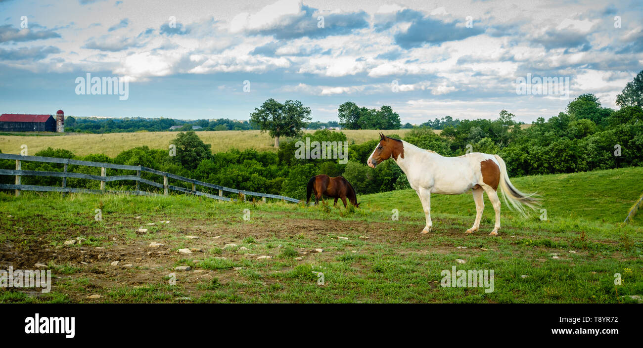 Overo horse hi-res stock photography and images - Alamy