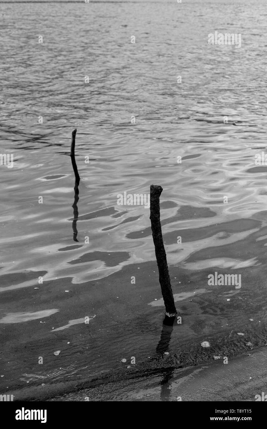 Wooden sticks on the river Stock Photo - Alamy