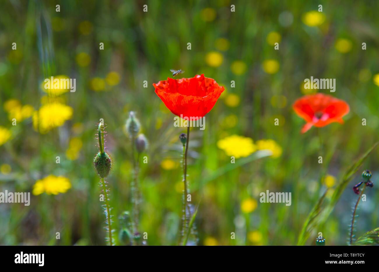 Poppy red fondo hi-res stock photography and images - Alamy