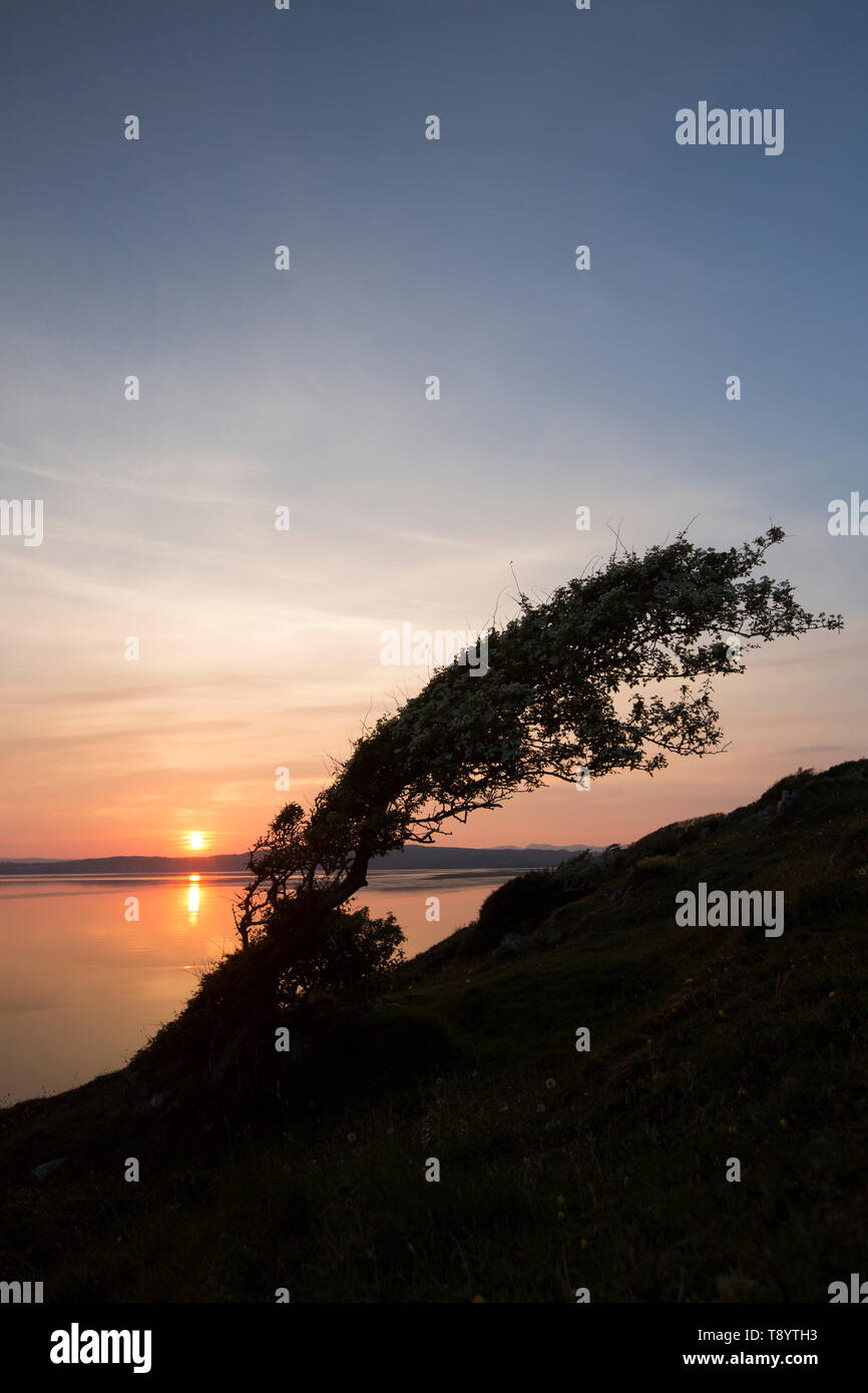 A single, flowering hawthorn tree, Crataegus monogyna, at sunset and ...