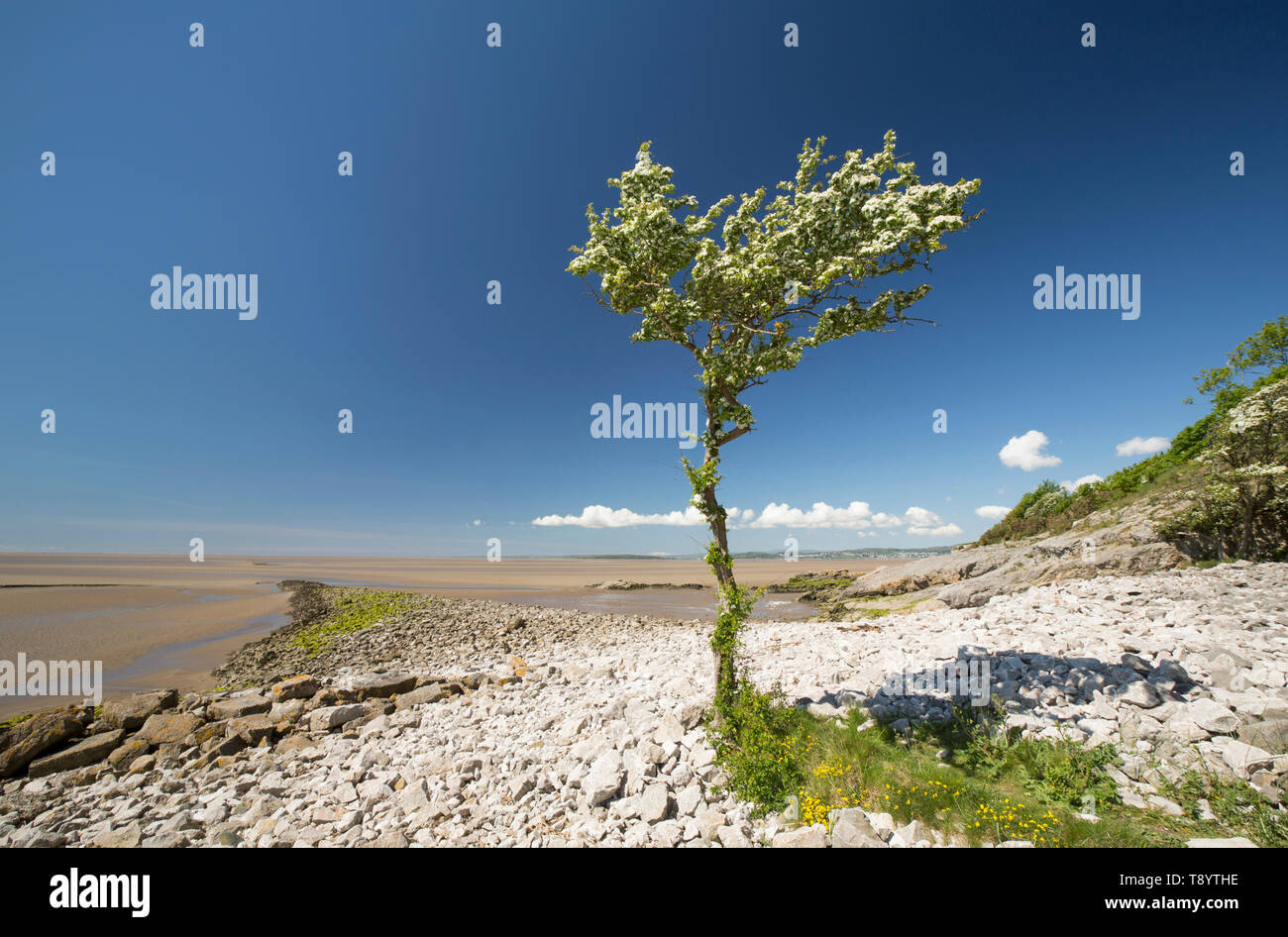 Windswept hawthorn tree hi-res stock photography and images - Alamy