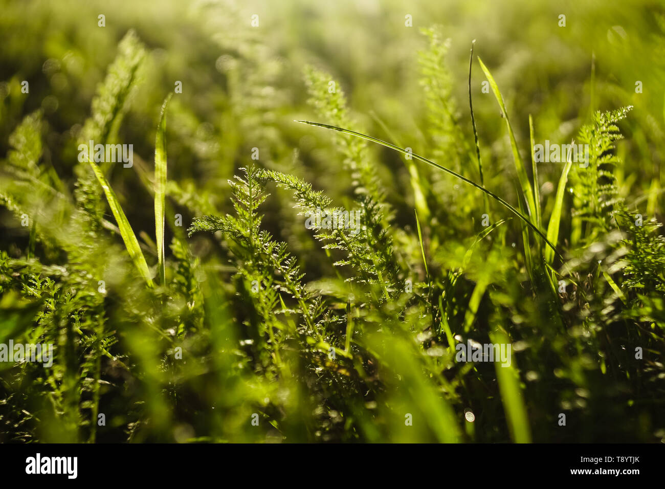 Grass in the rays of the backlight, close-up Stock Photo - Alamy