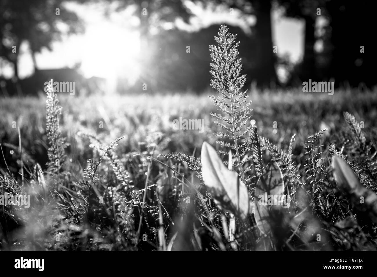 Grass in the rays of the backlight, close-up. Black and white Stock ...