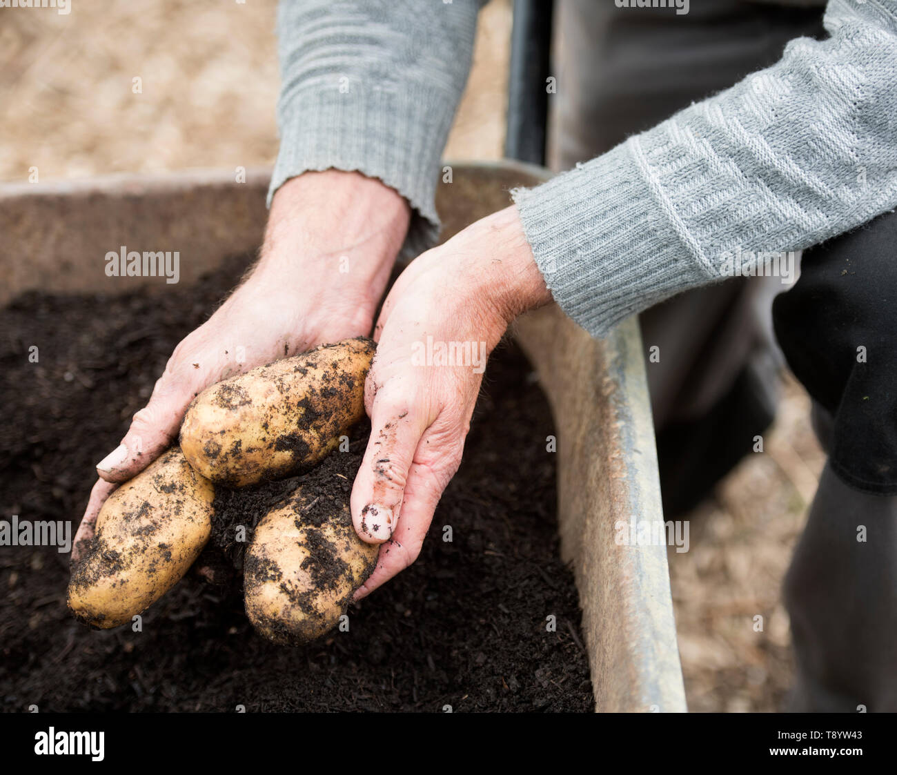 Freshly dug potatoes at a Community Garden in Bristol UK Stock Photo ...