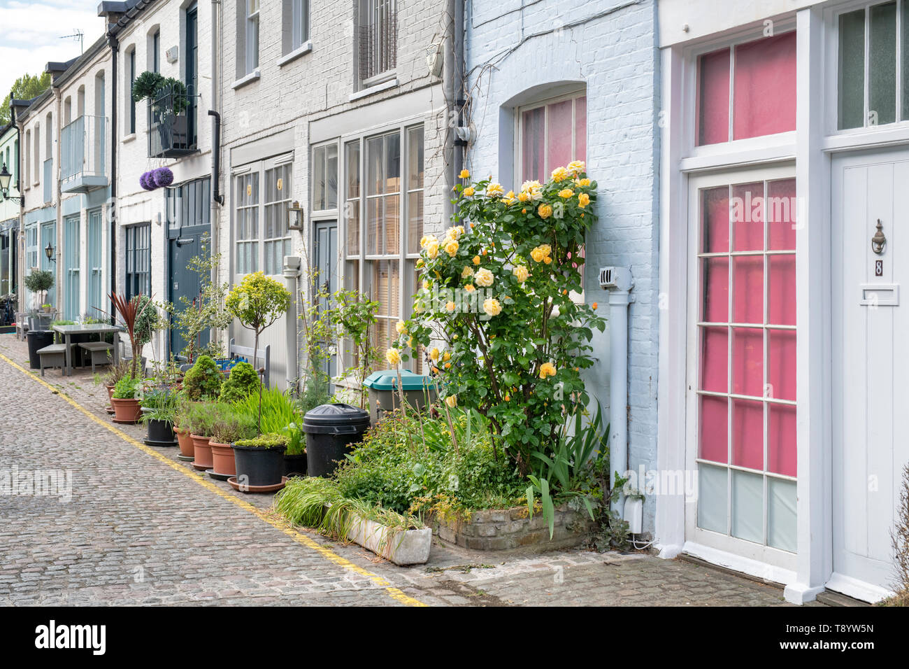 Small trees, shrubs and yellow roses in containers outside houses in ...