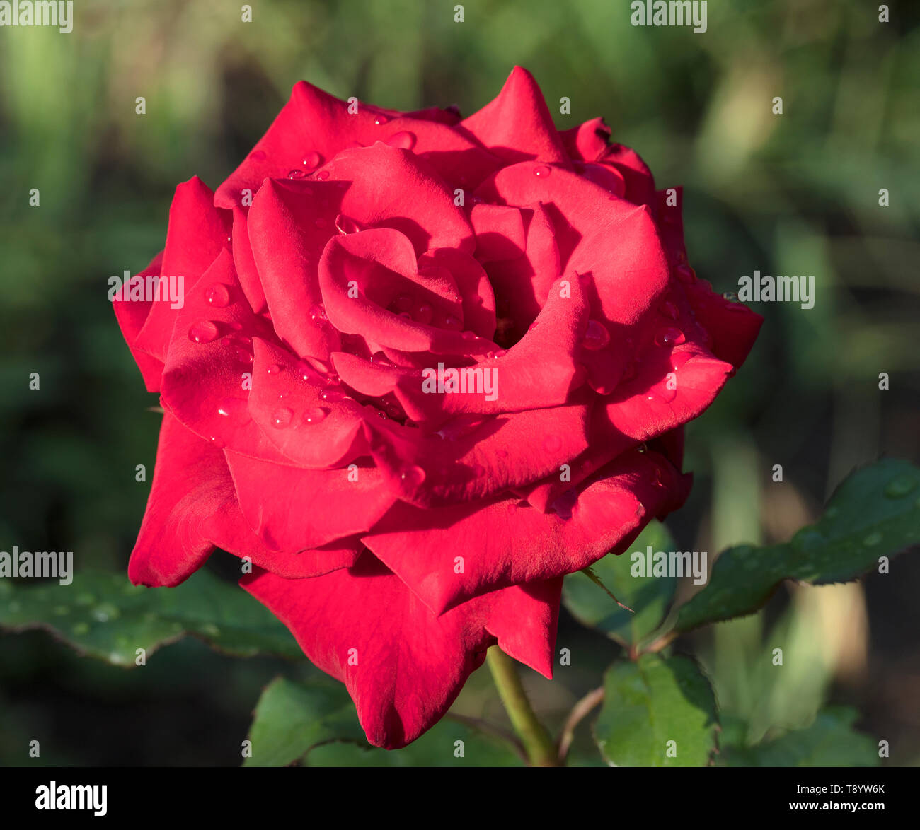 The Bud Of A Red Rose After The Rain In The Summer Garden In The Soft the-bud-of-a-red-rose-after-the-rain-in-the-summer-garden-in-the-soft