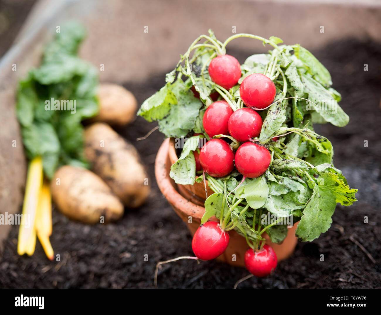 Radishes pots hi-res stock photography and images - Alamy