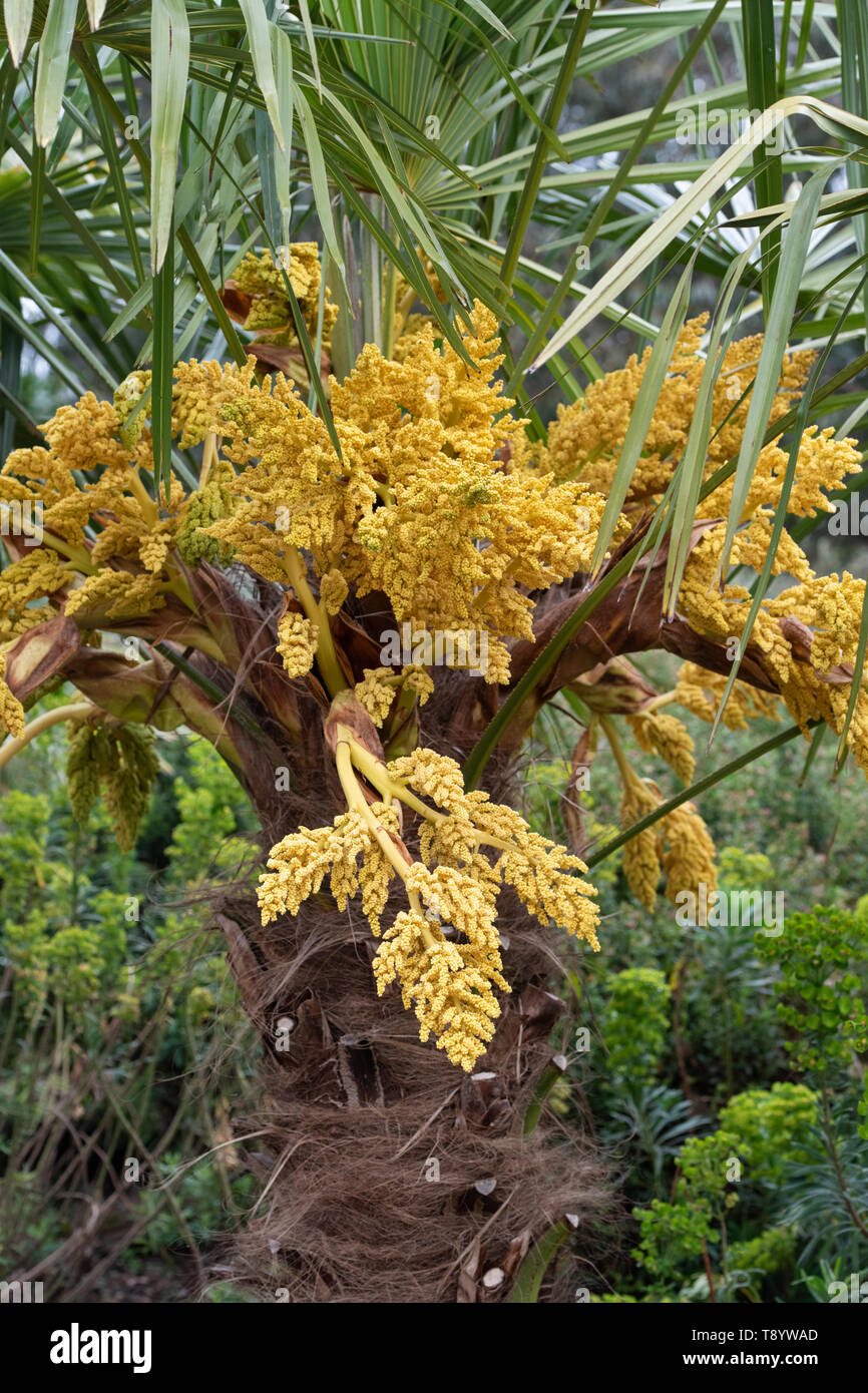 Trachycarpus fortunei. Chusan palm tree beginning to flower in spring ...
