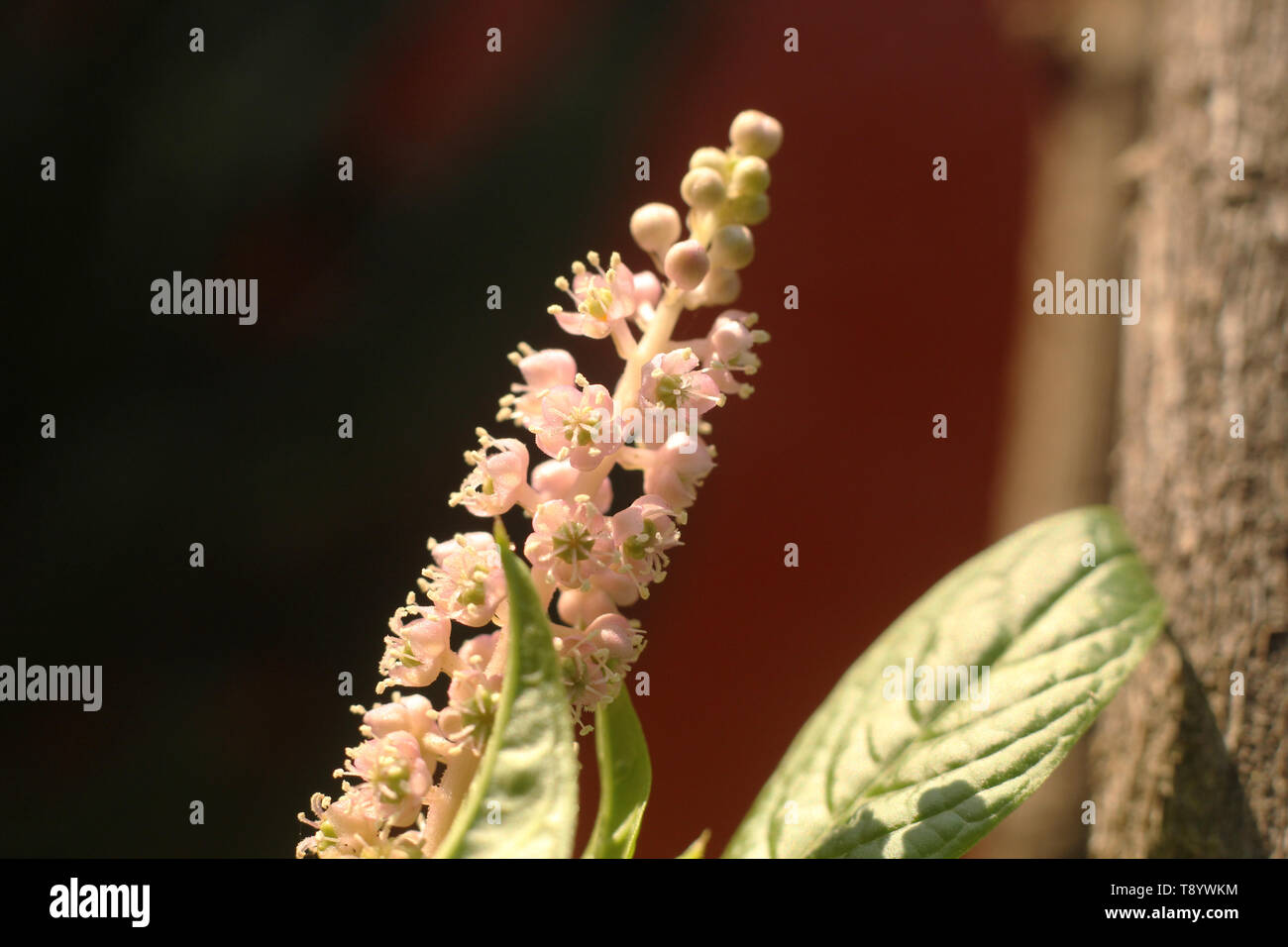 Diversity of american flora hi-res stock photography and images - Alamy