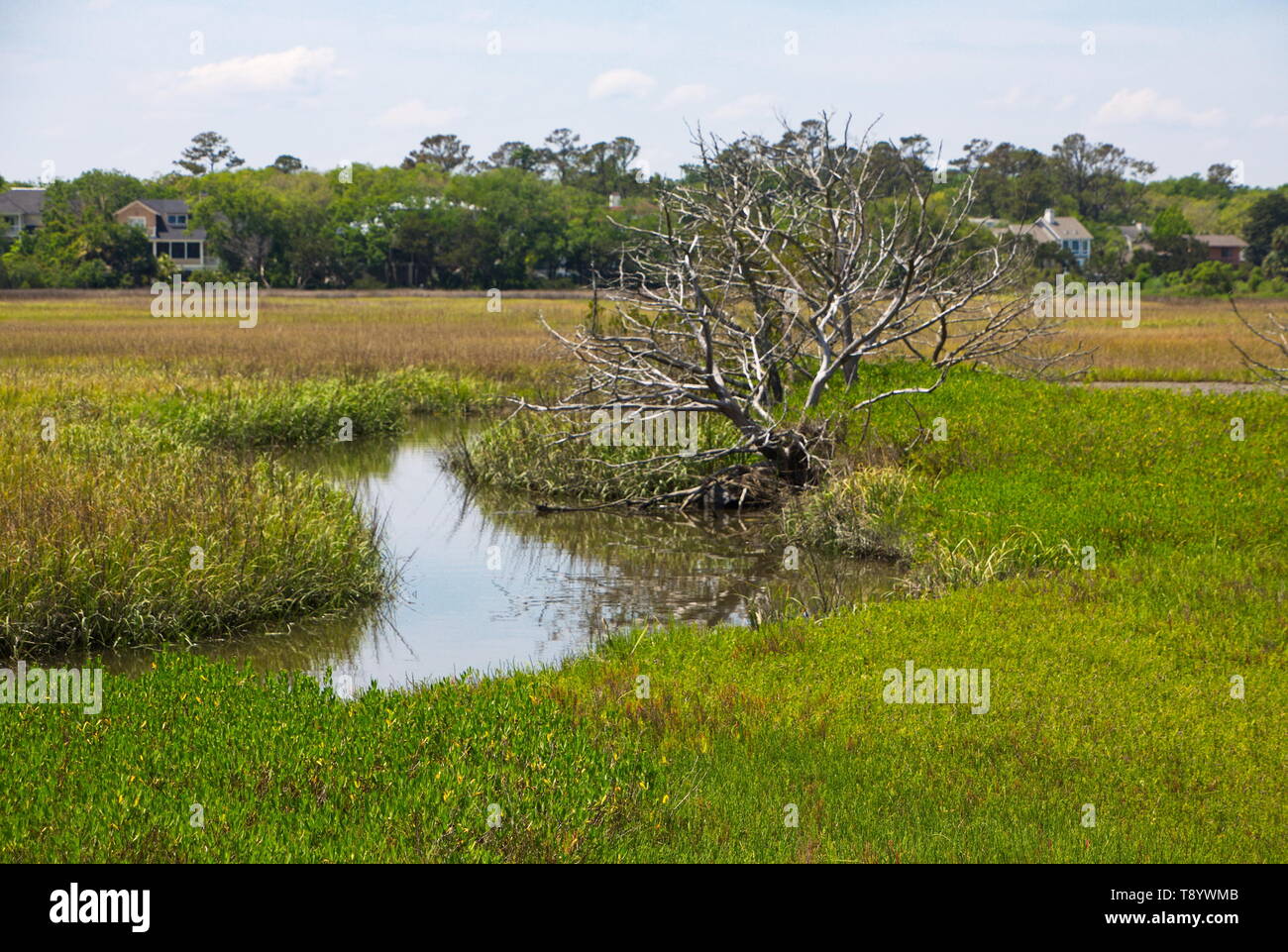 Swamp salt marsh river grass hi-res stock photography and images - Alamy