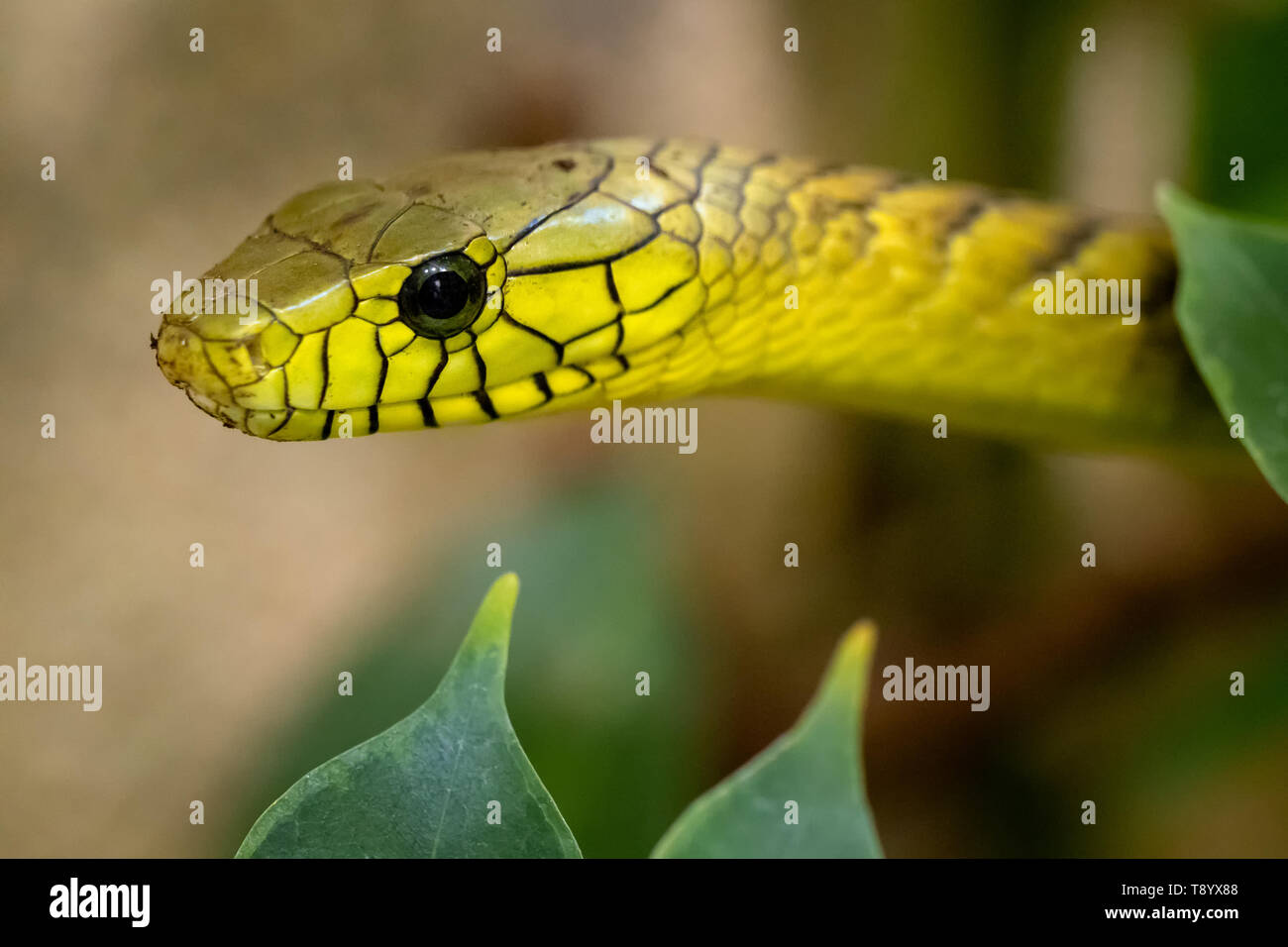 The green mamba (Dendroaspis viridis), a venomous snake Stock Photo - Alamy