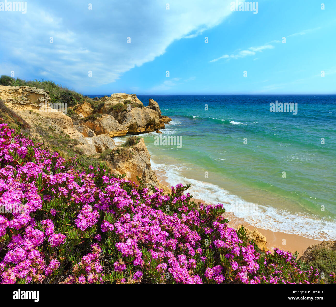Summer blossoming Atlantic rocky coast view with purple flowers and ...