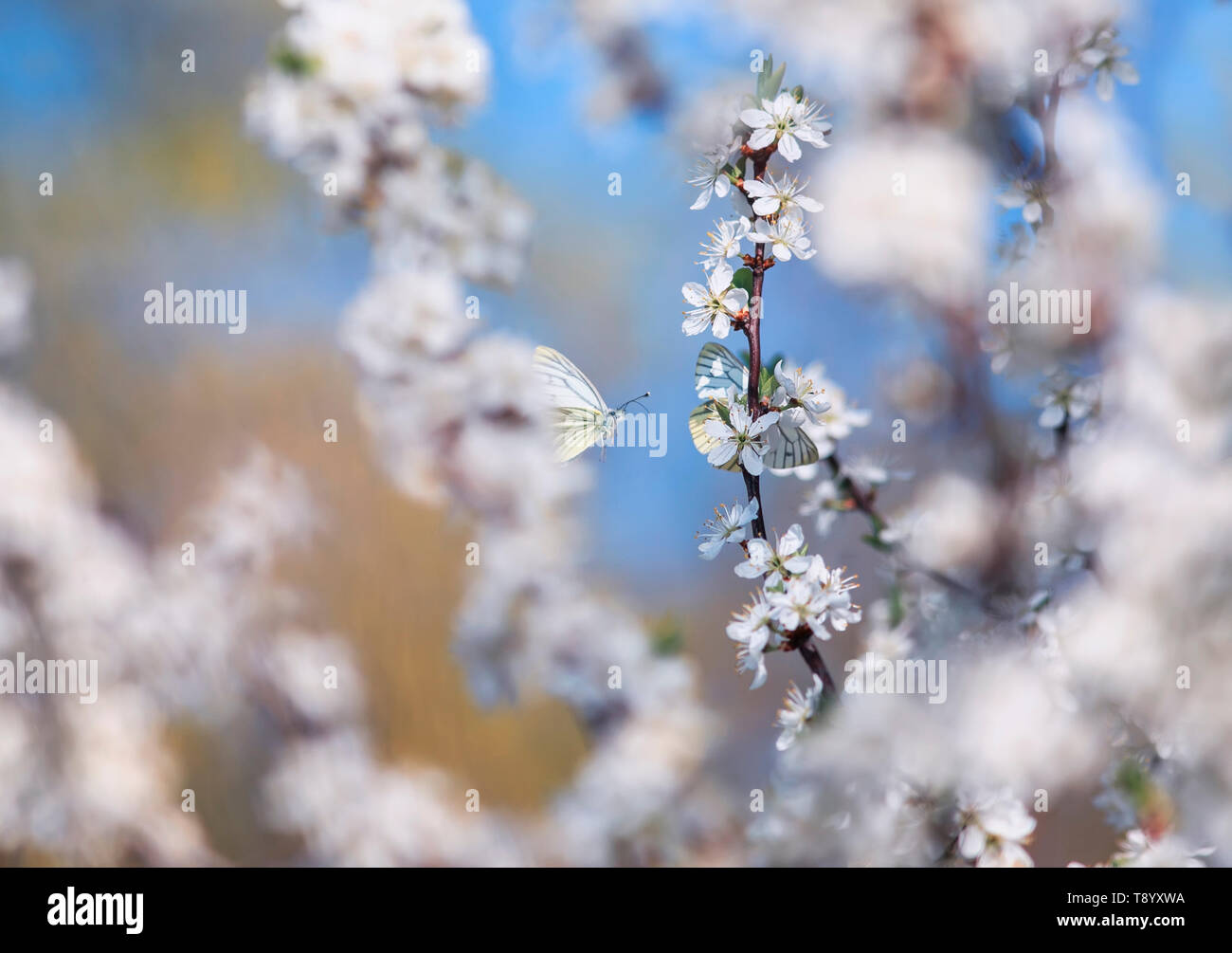 Flit hi-res stock photography and images - Alamy