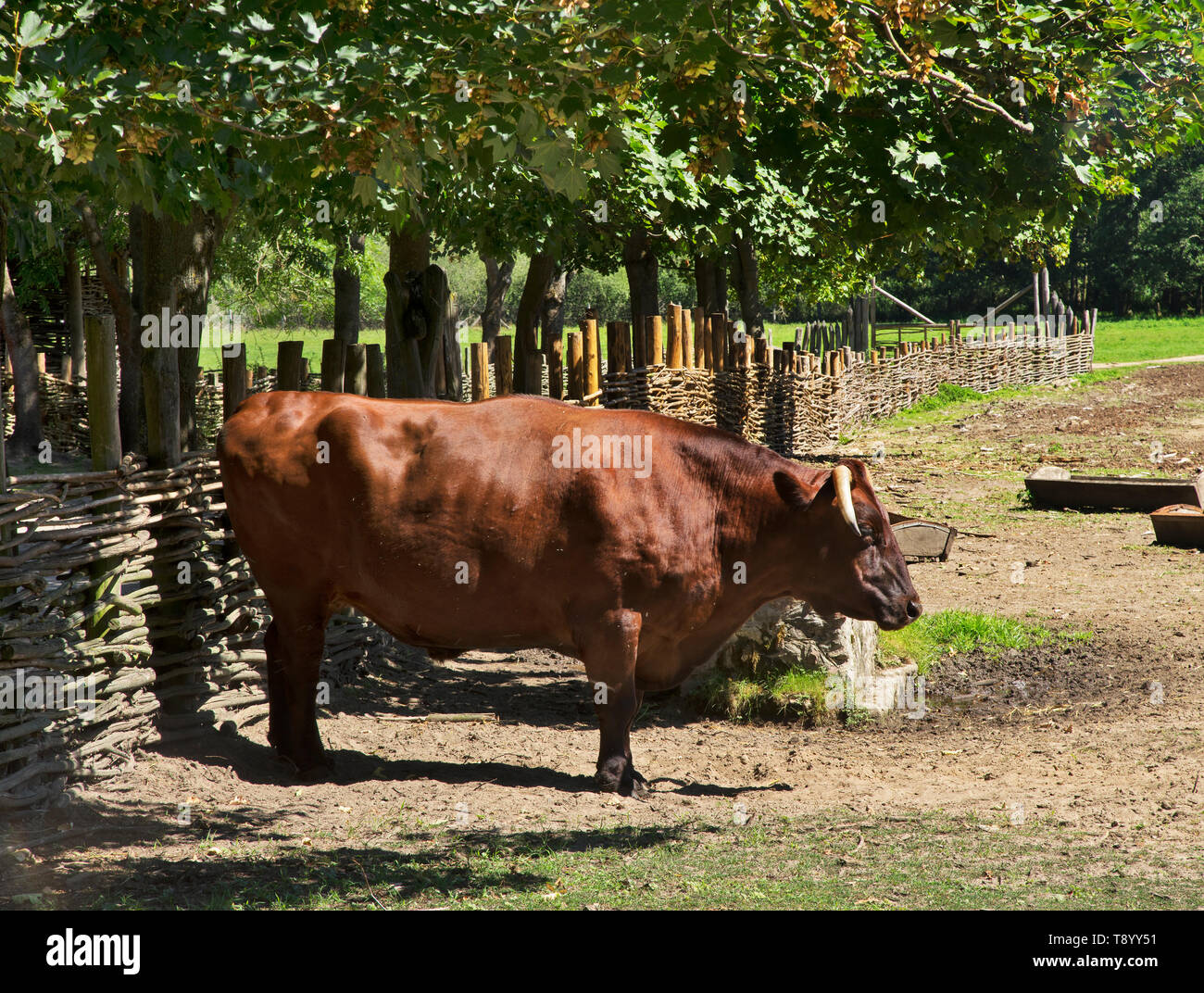Bull in Biskupin. Poland Stock Photo - Alamy