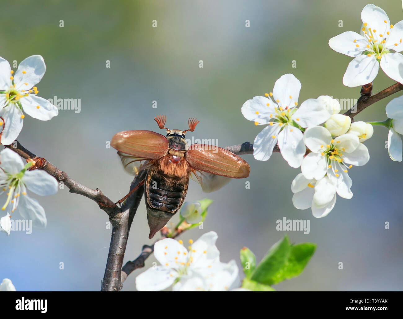 large insect May-beetle flies up spreading its wings from a branch of ...