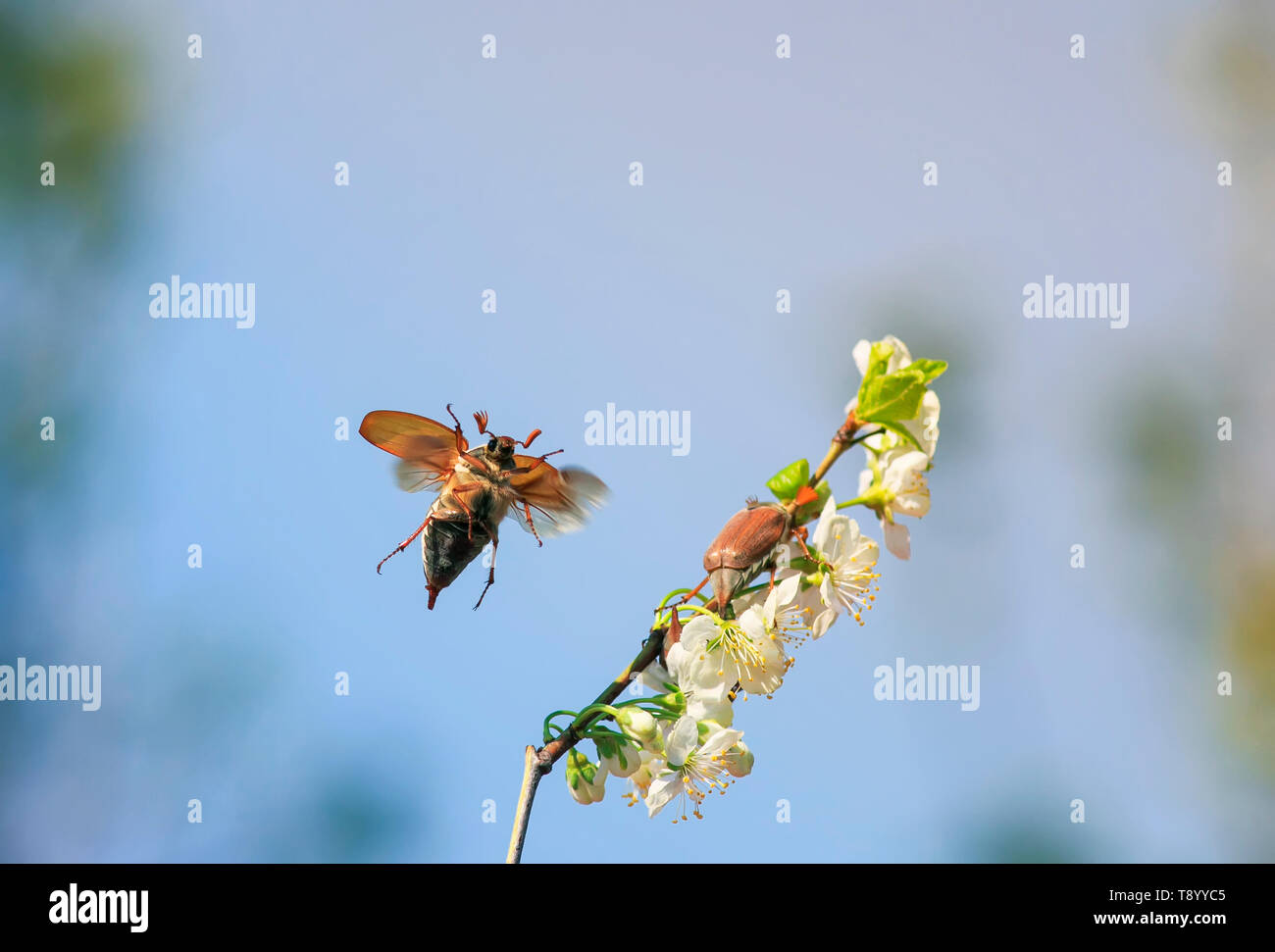 Large flying beetle hi-res stock photography and images - Alamy
