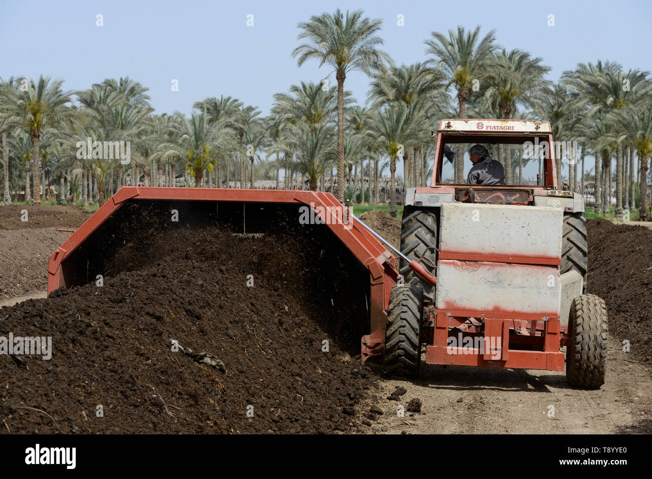 EGYPT, Bilbeis, Sekem organic farm, preparing of organic compost for ...