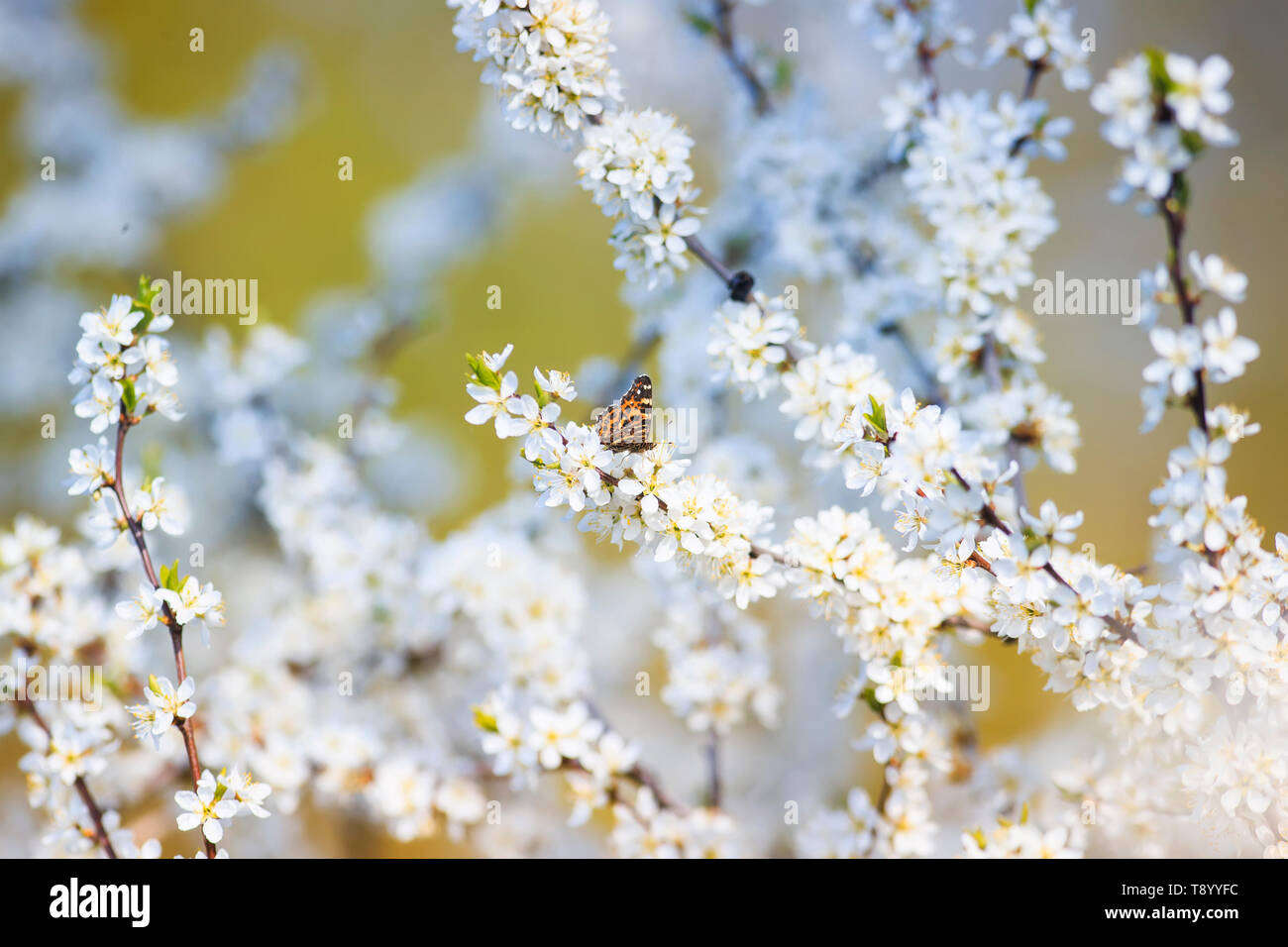 Lil butterfly hi-res stock photography and images - Alamy