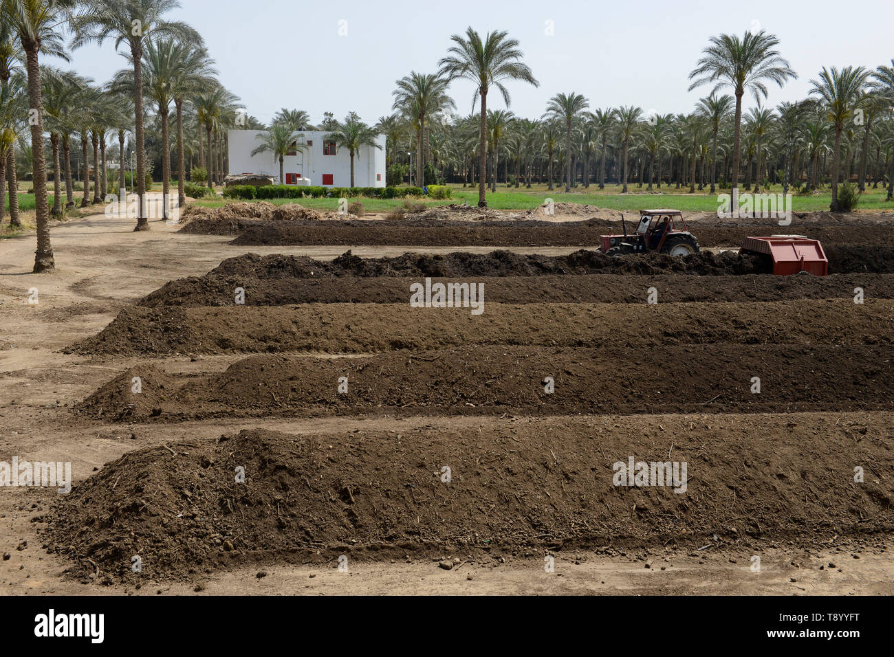 EGYPT, Bilbeis, Sekem organic farm, preparing of organic compost for ...